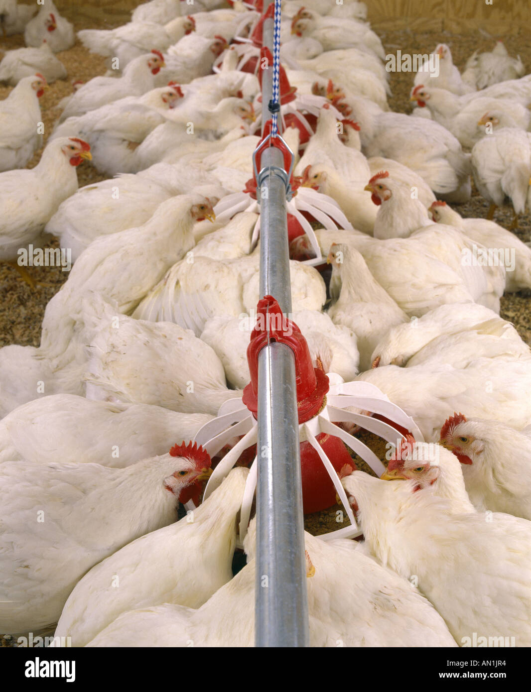 HUBBARD CROSS BROILERS 8 WEEKS OLD PENNSYLVANIA Stock Photo - Alamy