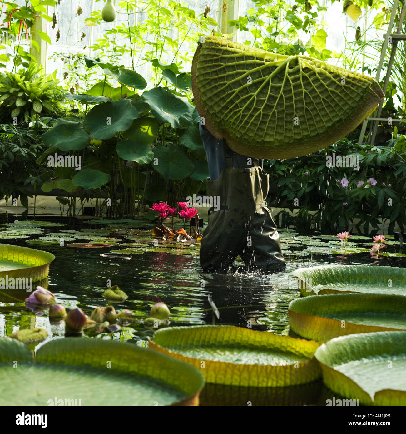 Giant Water Lily Pad