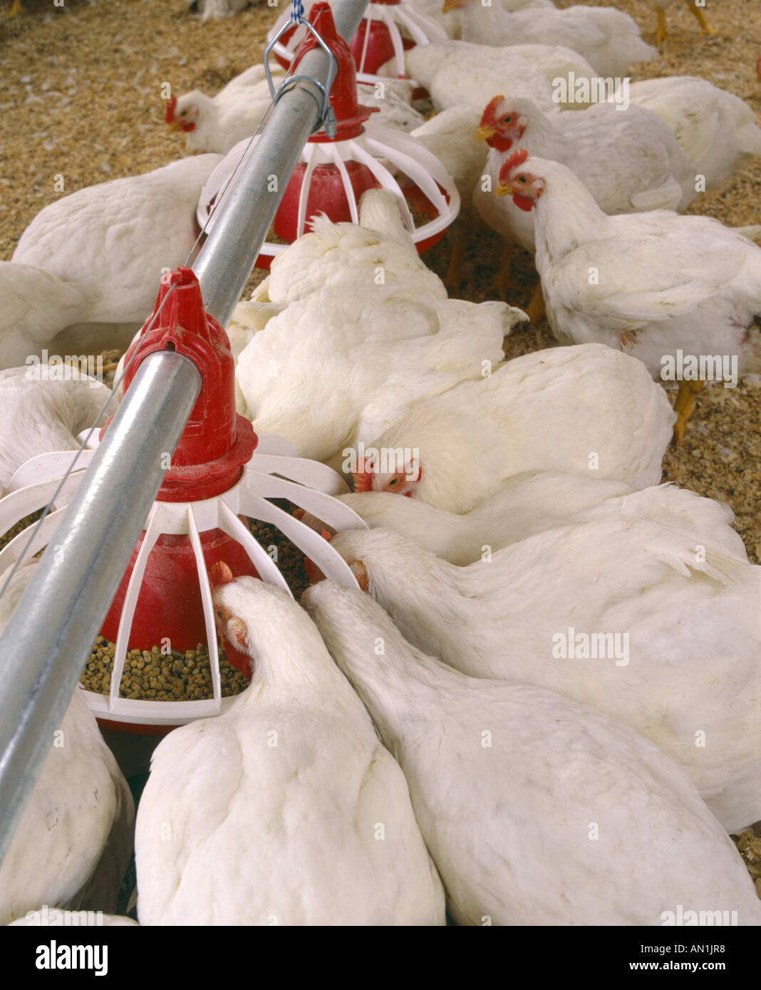 Broilers hi-res stock photography and images - Alamy
