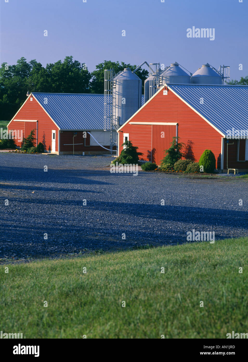 Broiler chickens hi-res stock photography and images - Alamy