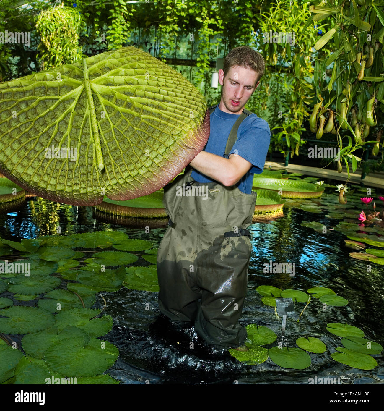 carrying a giant water lily pad santa cruz lily Stock Photo - Alamy