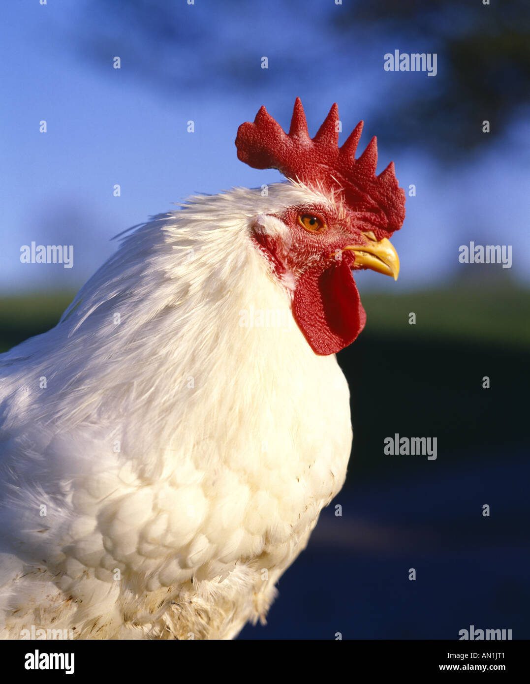 Hubbard chicken hi-res stock photography and images - Alamy