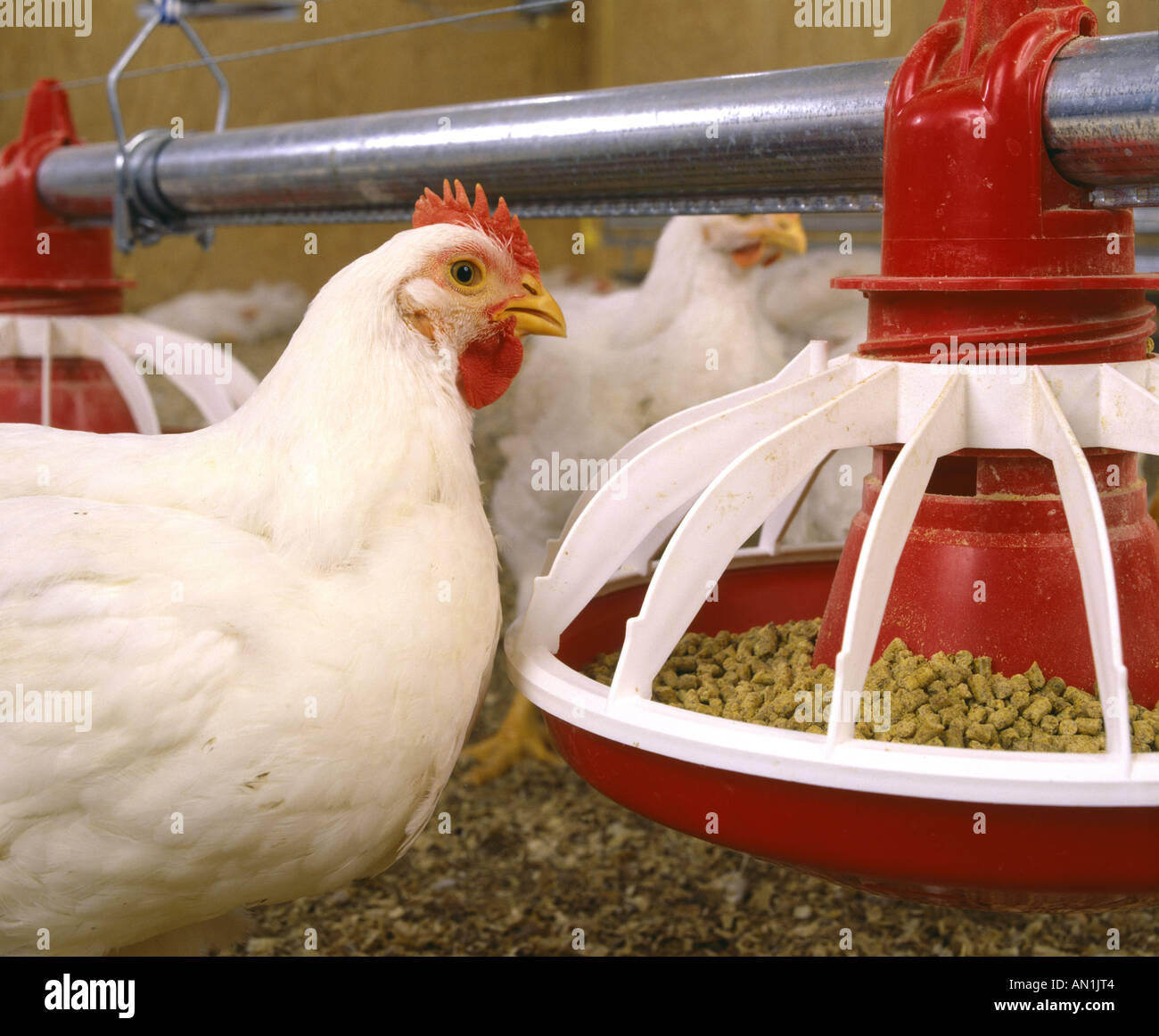 HUBBARD CROSS BROILER 6 WEEKS OLD Stock Photo - Alamy