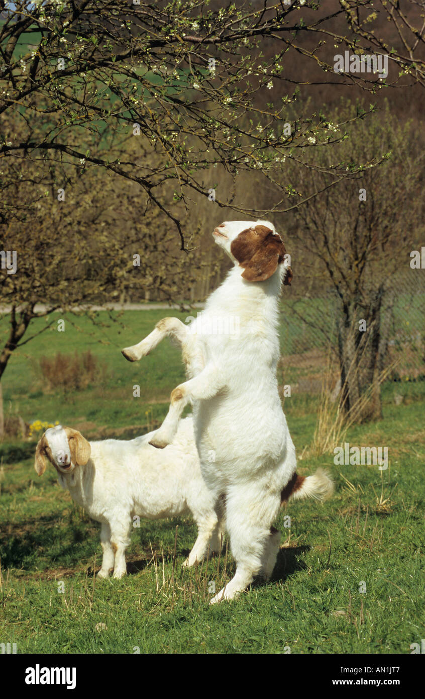 Goat standing on hind legs hi-res stock photography and images - Alamy