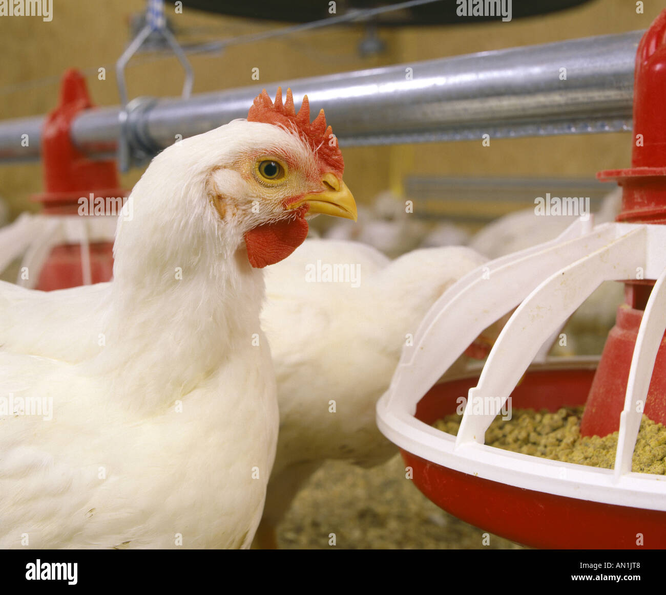 Hubbard Chicken High Resolution Stock Photography and Images - Alamy