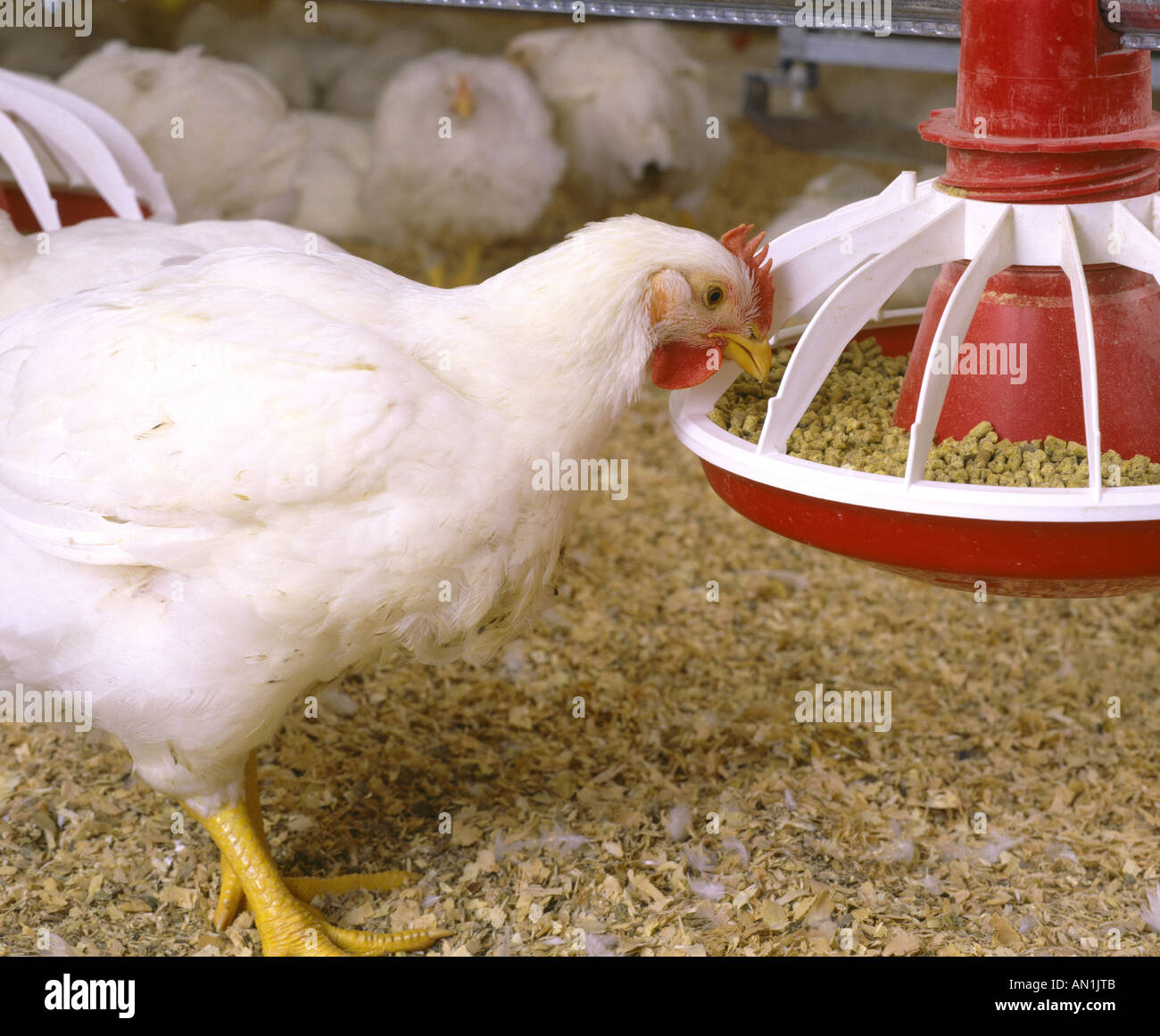 Hubbard chicken hi-res stock photography and images - Alamy