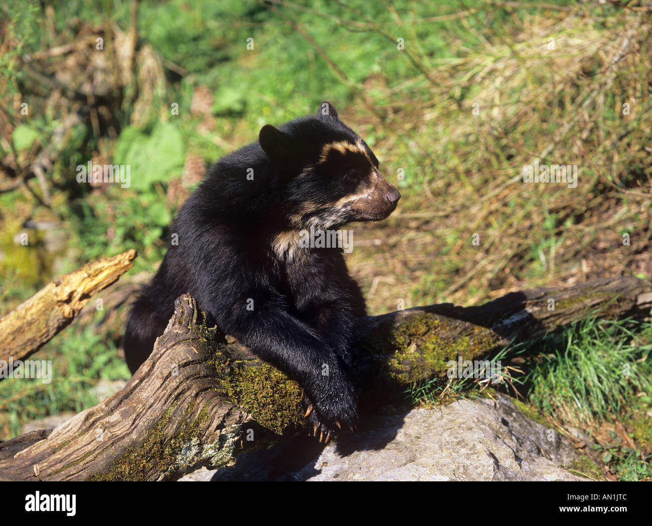 Spectacled Bear (Tremarctos ornatus). Juvenile sitting next to a log ...