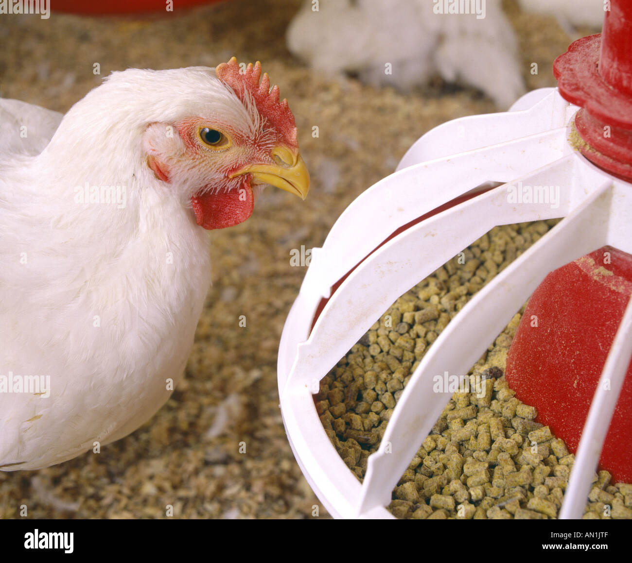 Hubbard chicken hi-res stock photography and images - Alamy