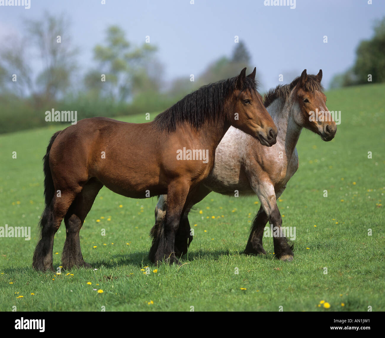 two young Ardennes horses - standing on meadow Stock Photo - Alamy