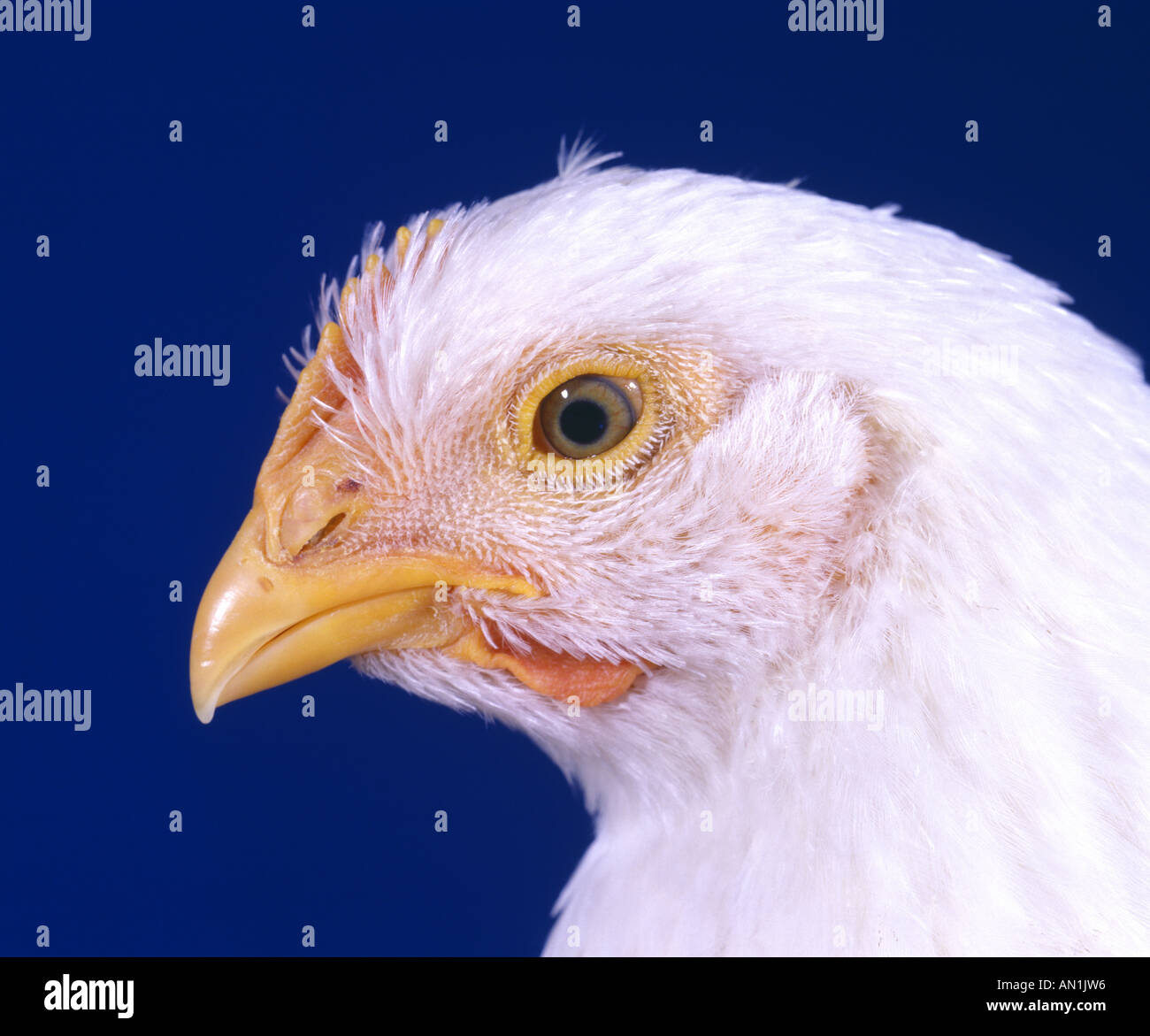 Hubbard chicken hi-res stock photography and images - Alamy