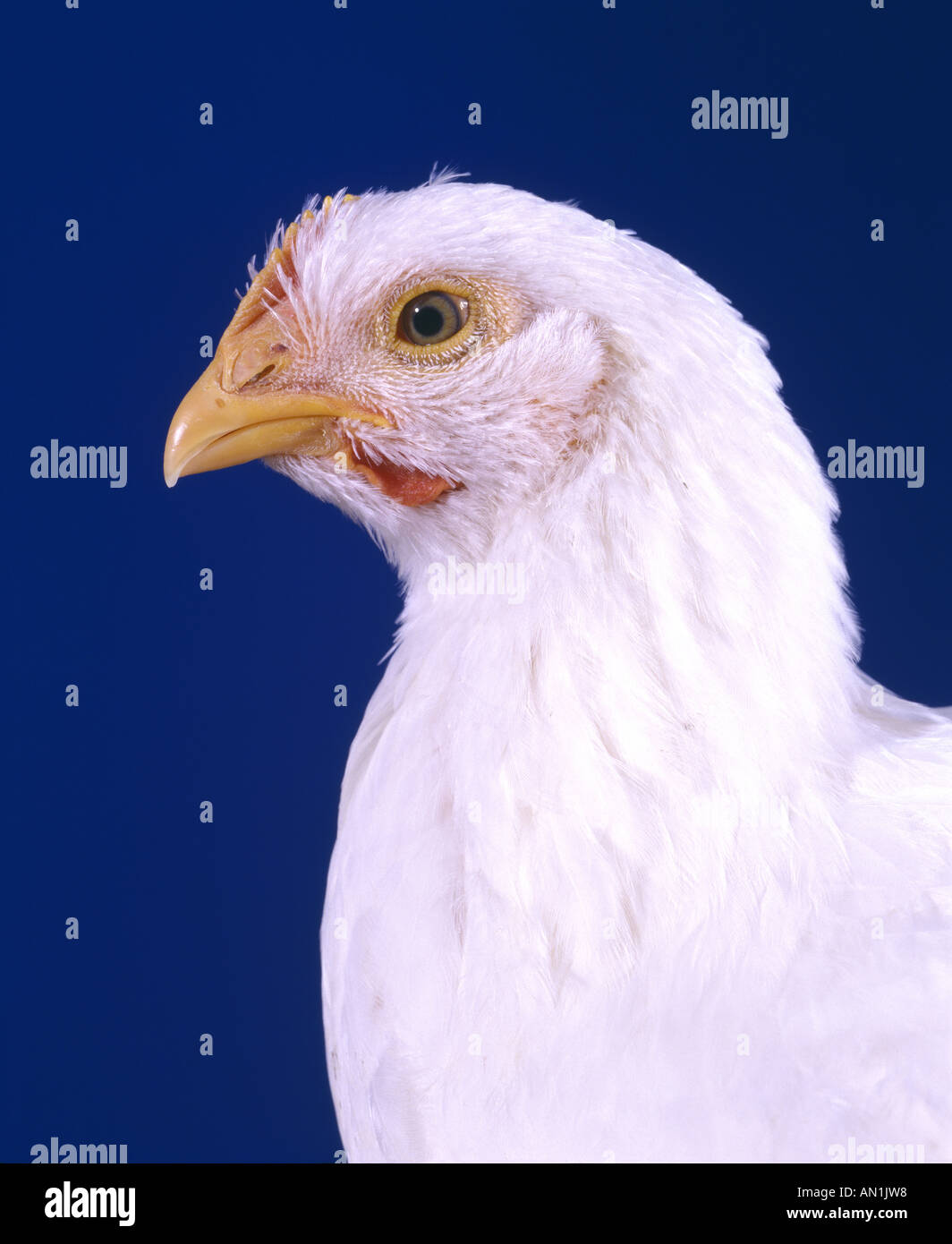 Hubbard chicken hi-res stock photography and images - Alamy