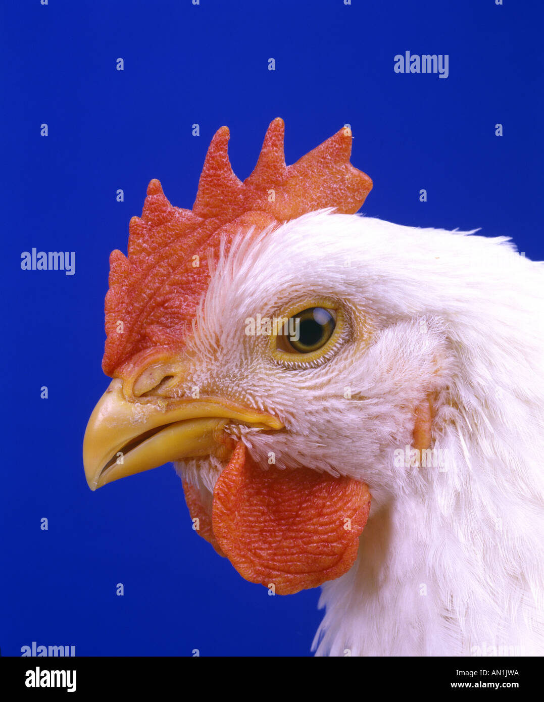 HUBBARD CROSS BROILER 6 WEEK OLD COCKEREL Stock Photo - Alamy