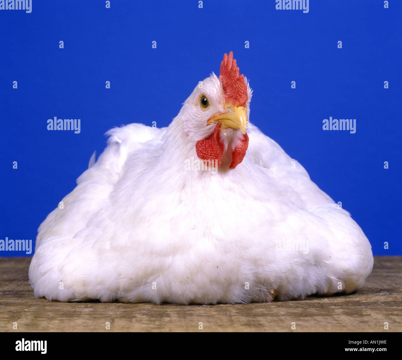 Broiler hi-res stock photography and images - Alamy