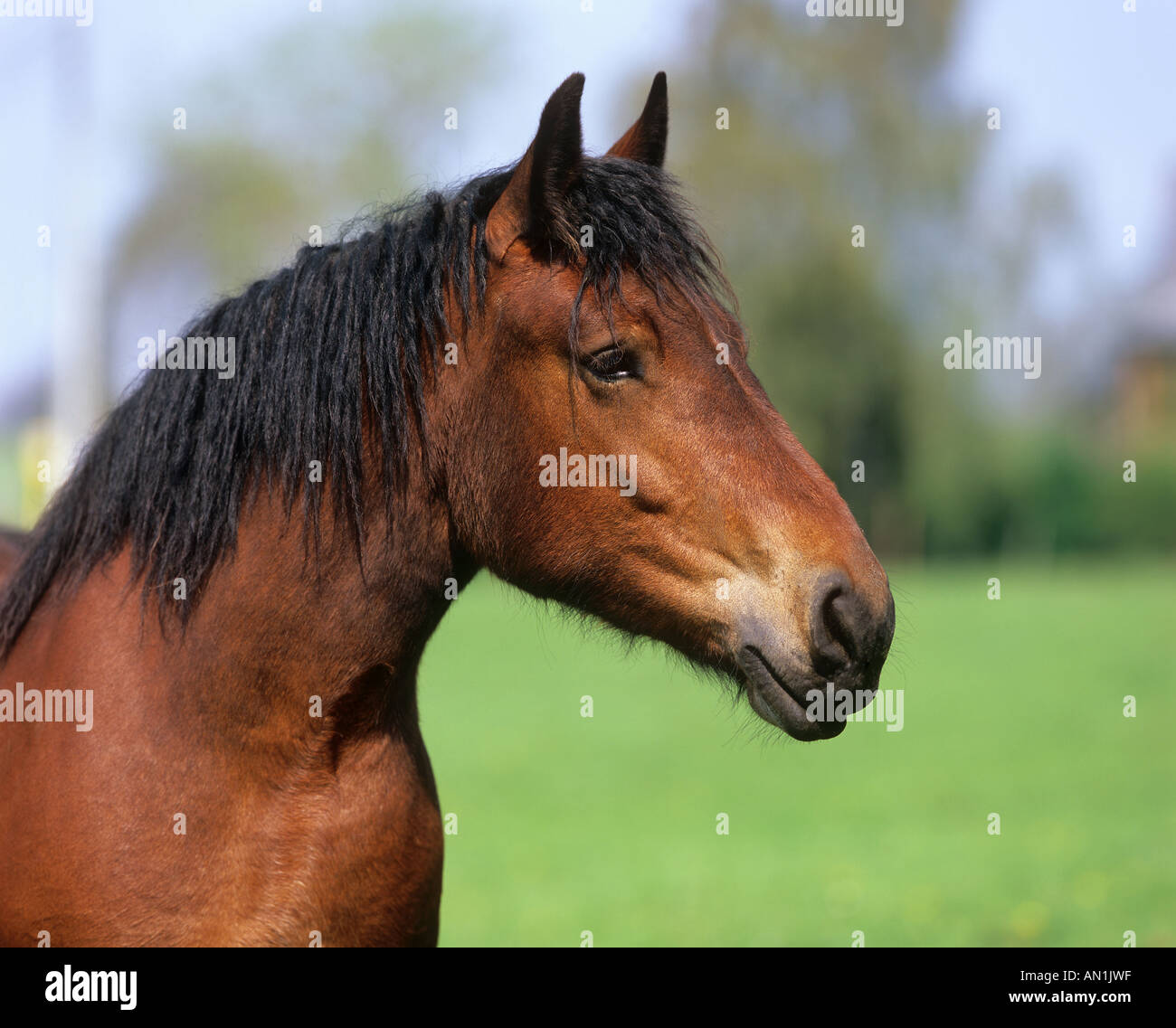 Ardennes draft horse hi-res stock photography and images - Alamy