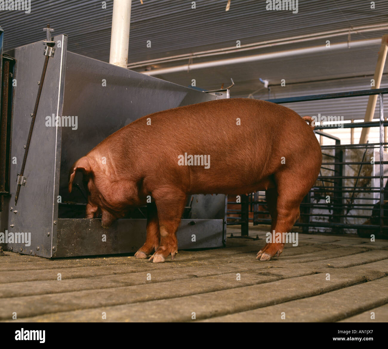 HOG BITING FEEDER PIG Stock Photo - Alamy