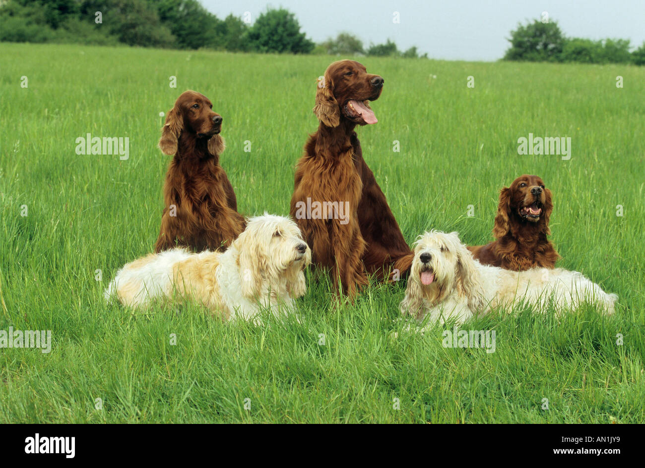 Grand griffon vendeen hi-res stock photography and images - Alamy