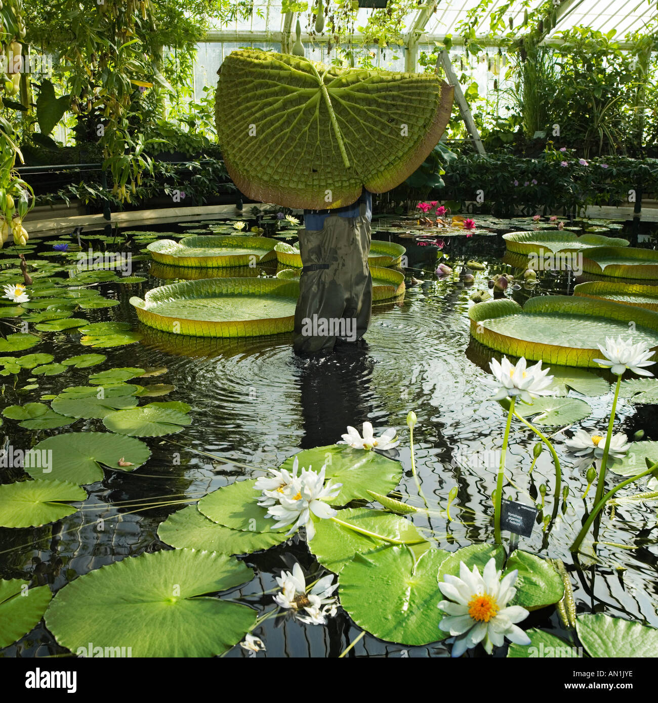 Removing water lilies hi-res stock photography and images - Alamy