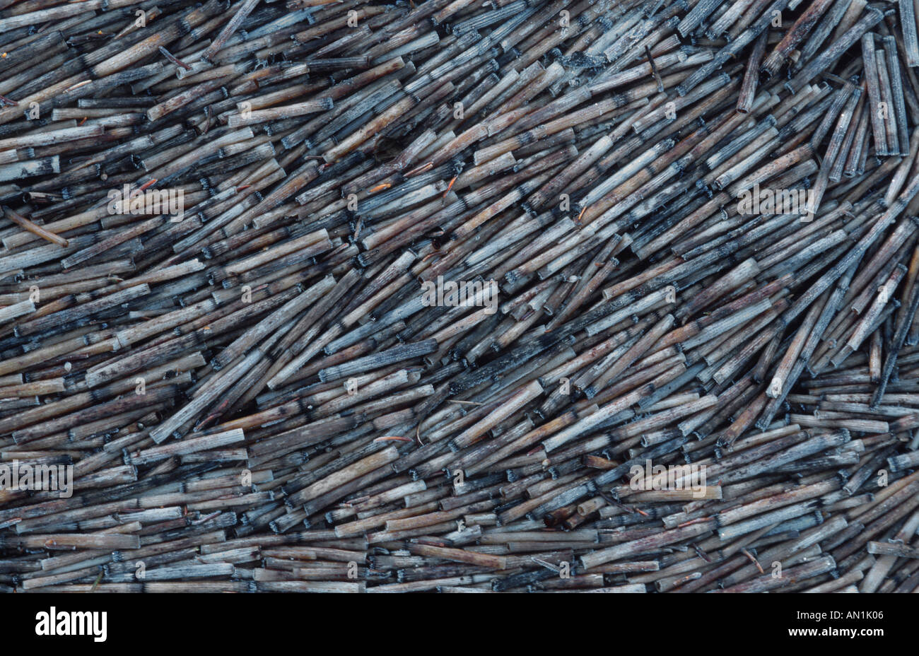 Reed heaps hi-res stock photography and images - Alamy