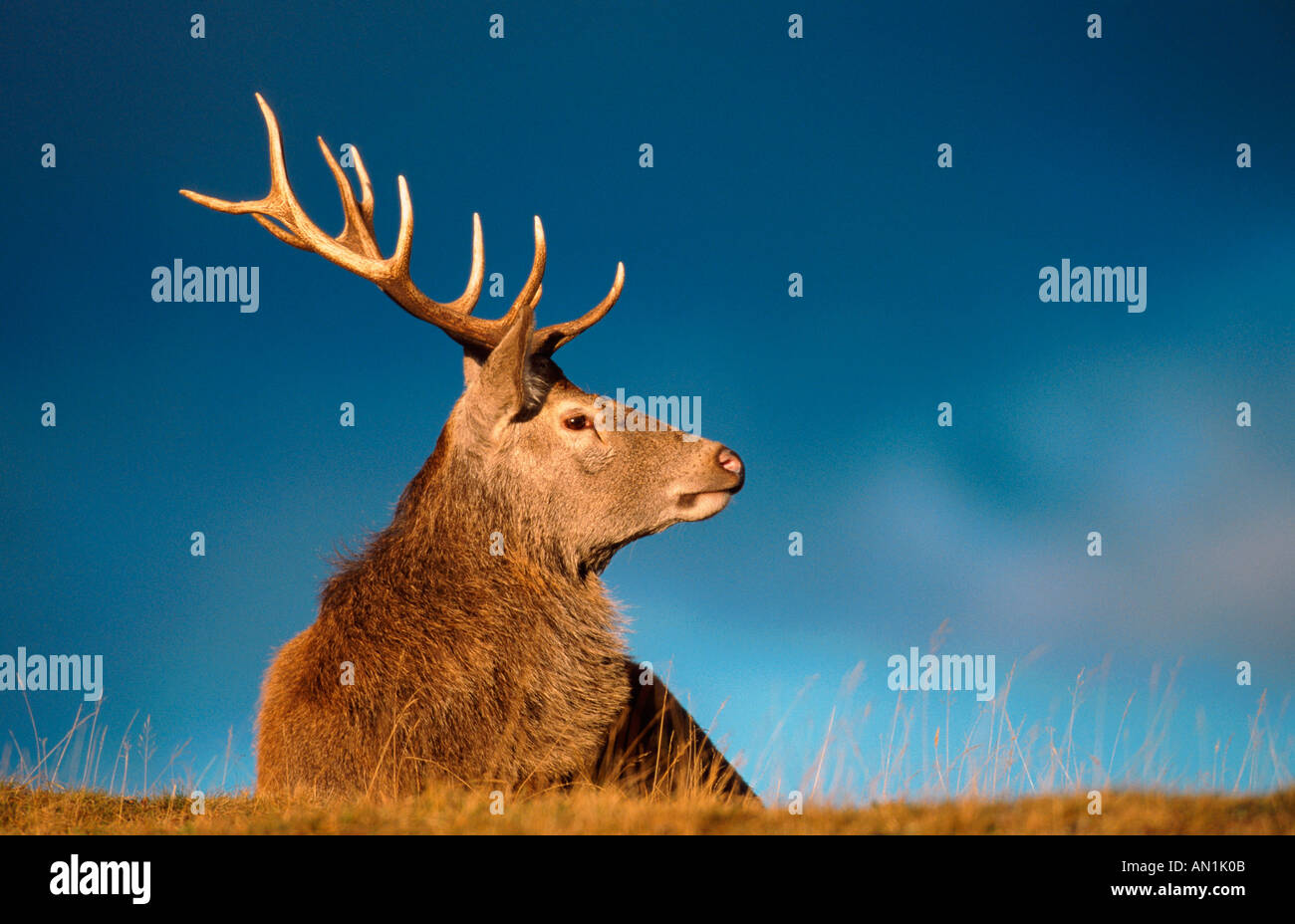 Stag lying on a ridge hi-res stock photography and images - Alamy