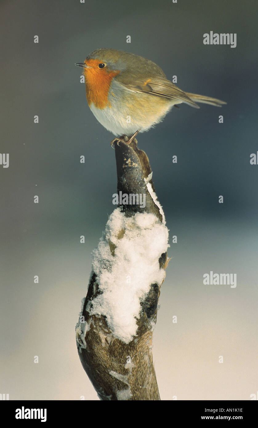 Deer leg bones hi-res stock photography and images - Alamy