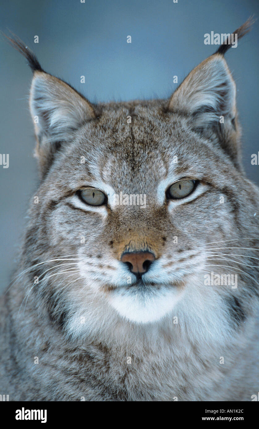 Eurasian lynx (Lynx lynx), portrait of a lynx, Norway Stock Photo - Alamy
