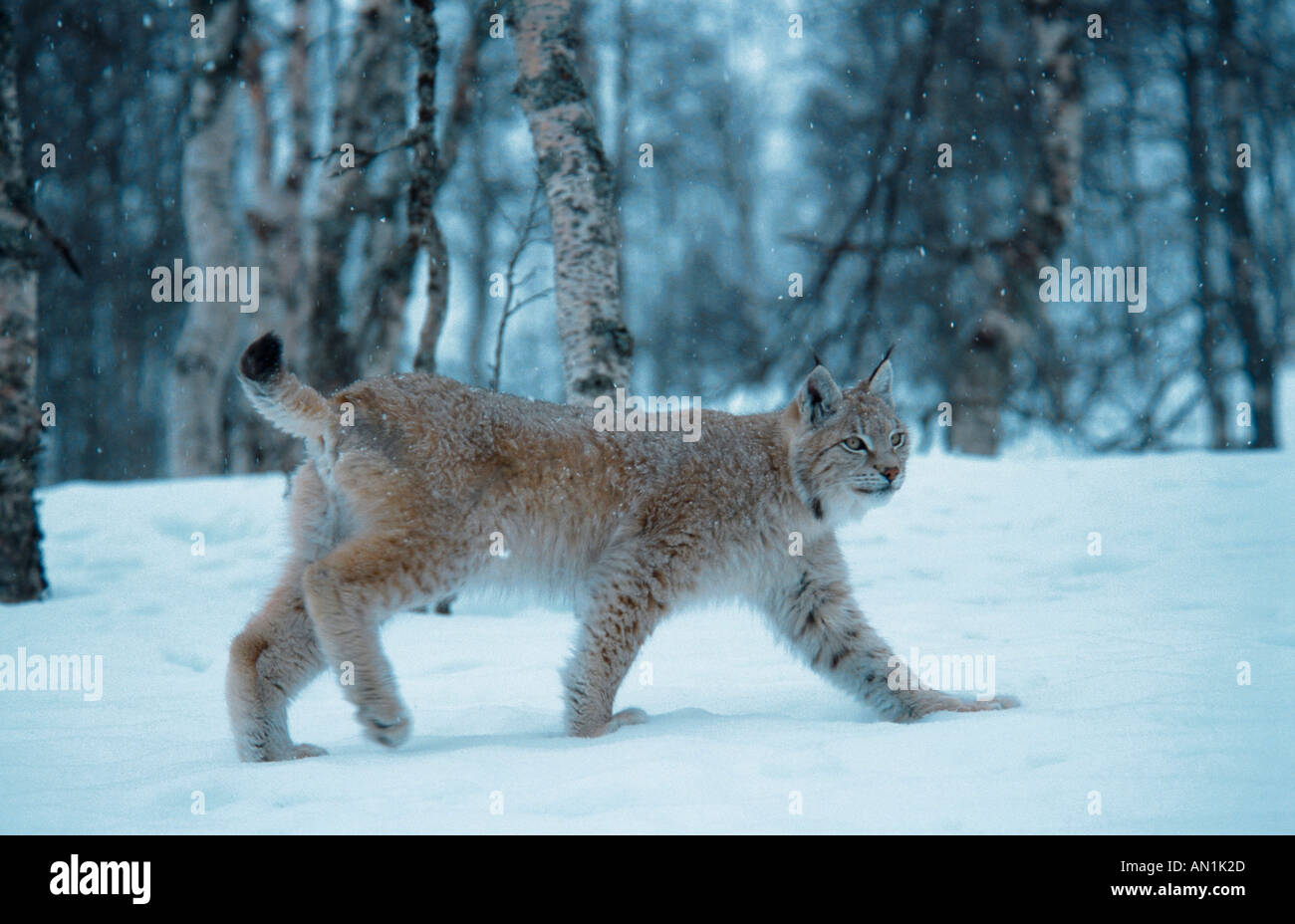 Eurasian lynx (Lynx lynx), walking through snow laden birch forest ...