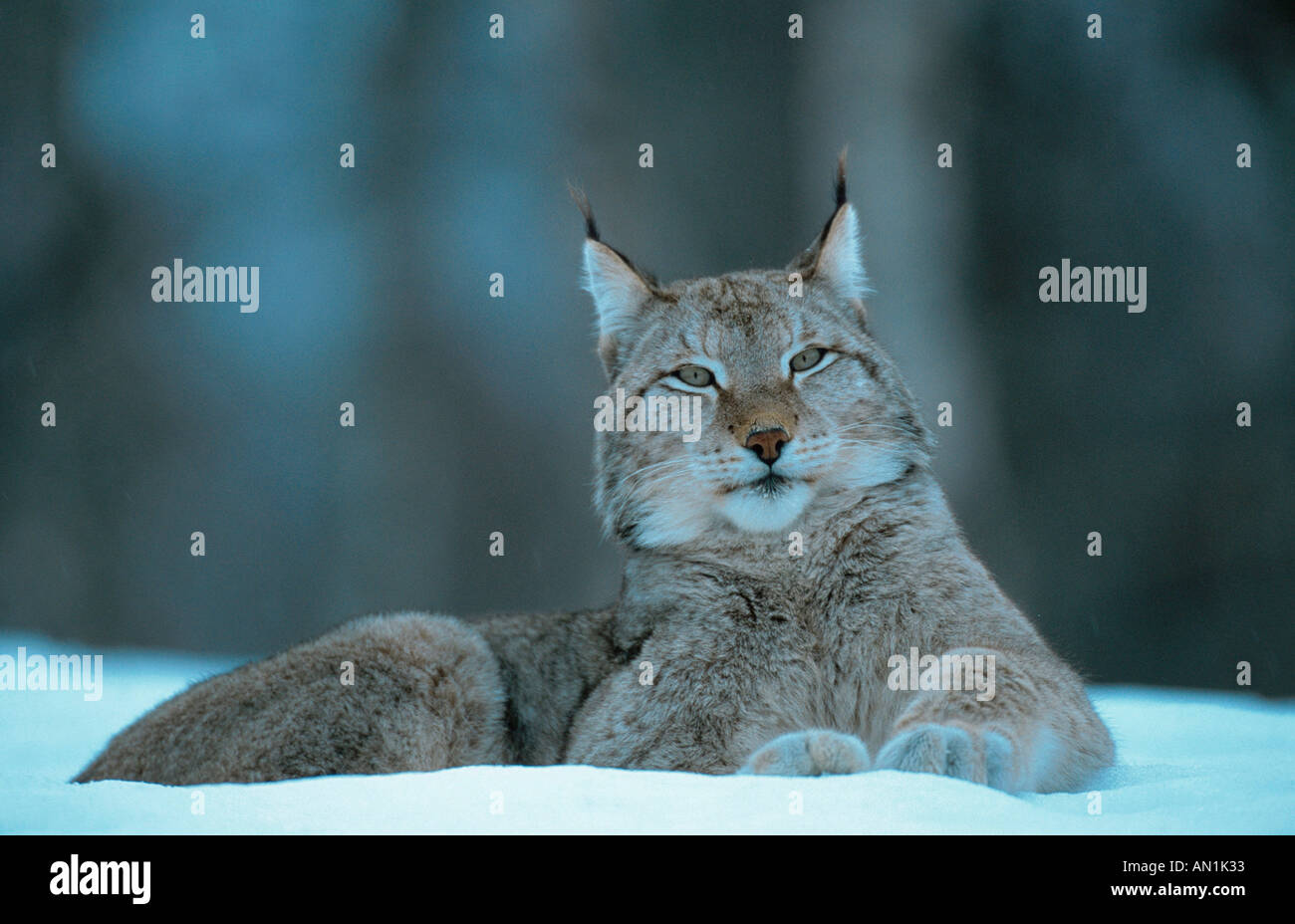Eurasian lynx (Lynx lynx), male lying down laden birch forest, Norway ...