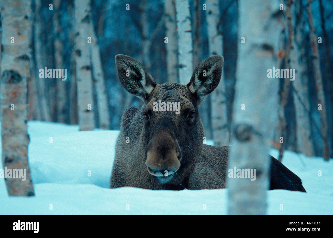 Moose lying down hi-res stock photography and images - Alamy