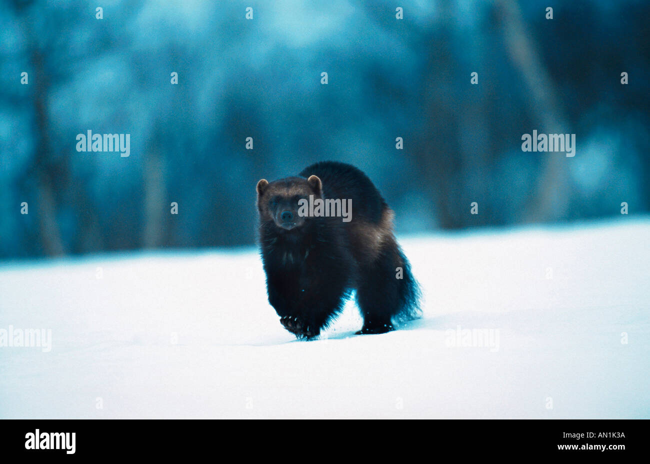 The Wolverine High Resolution Stock Photography and Images - Alamy
