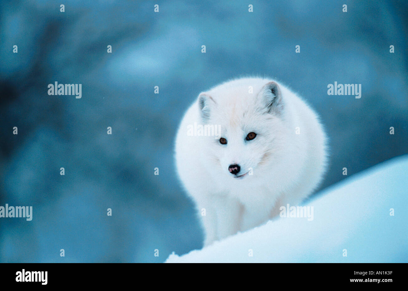 arctic fox (Alopex lagopus, Vulpes lagopus), sitting on ridge in snow ...