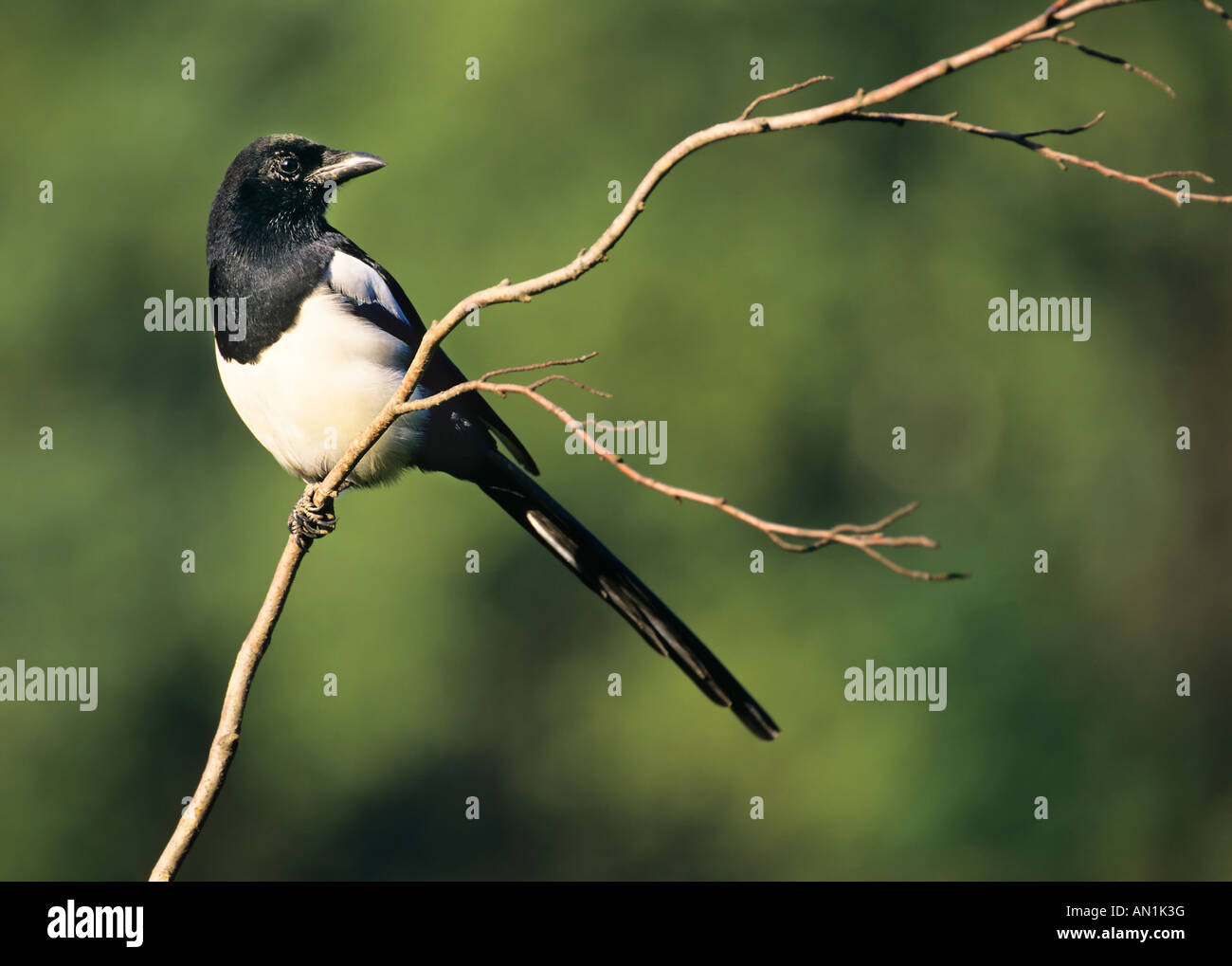 Asiatische elster hi-res stock photography and images - Alamy