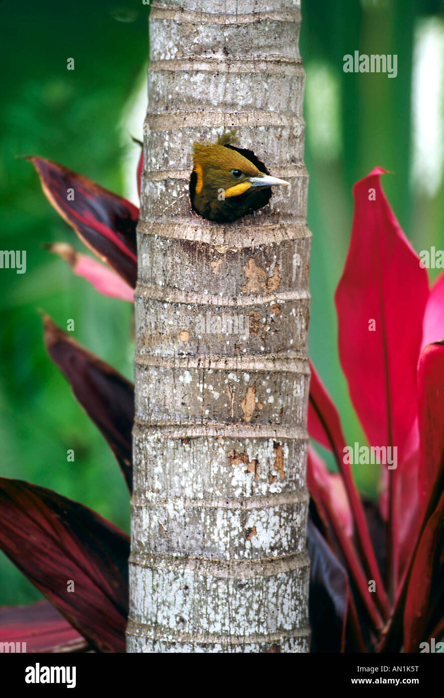 Greater Yellow napped Woodpecker Picus flavinucha Stock Photo - Alamy