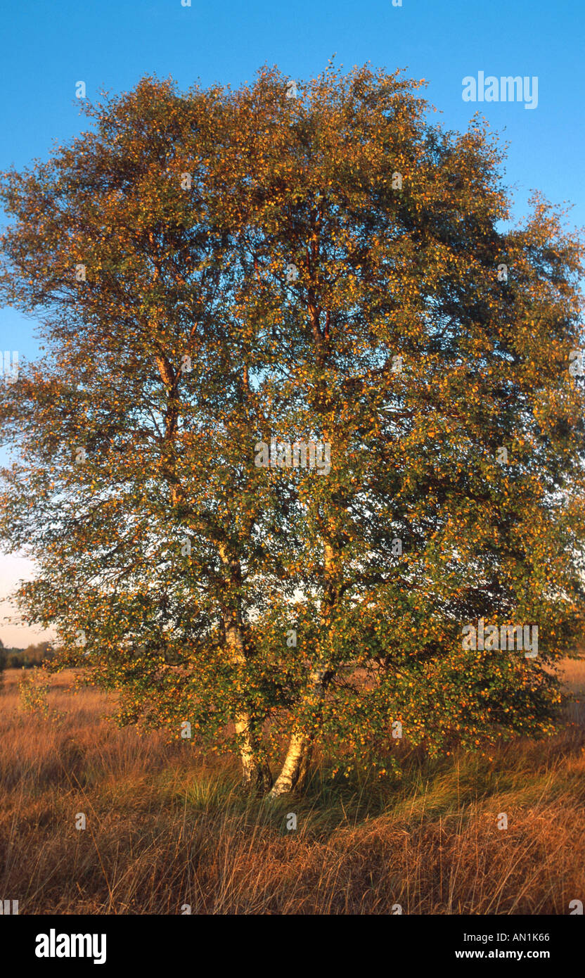 Downy birch seed hi-res stock photography and images - Alamy