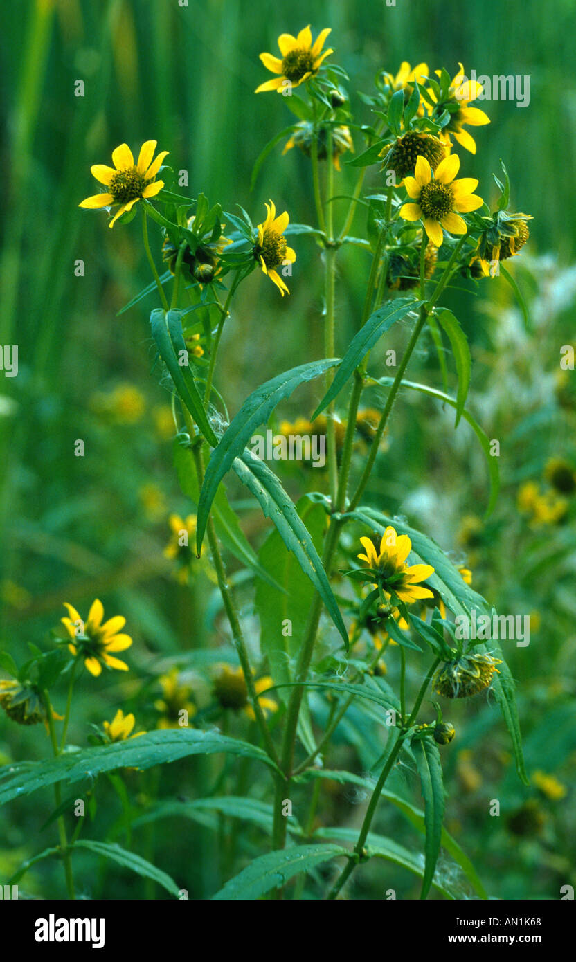 Nodding beggar ticks hi-res stock photography and images - Alamy