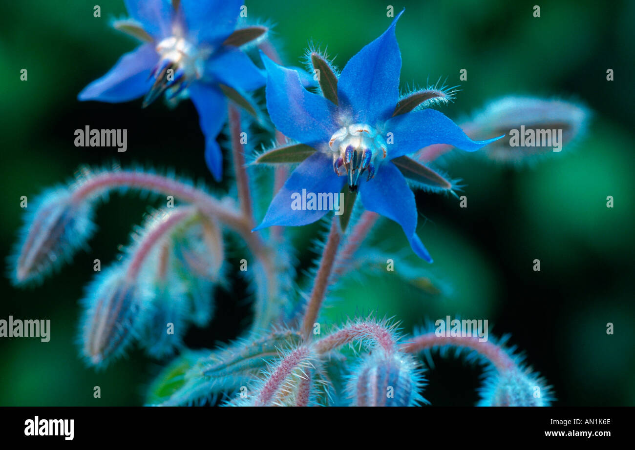 Borage from seed hi-res stock photography and images - Alamy