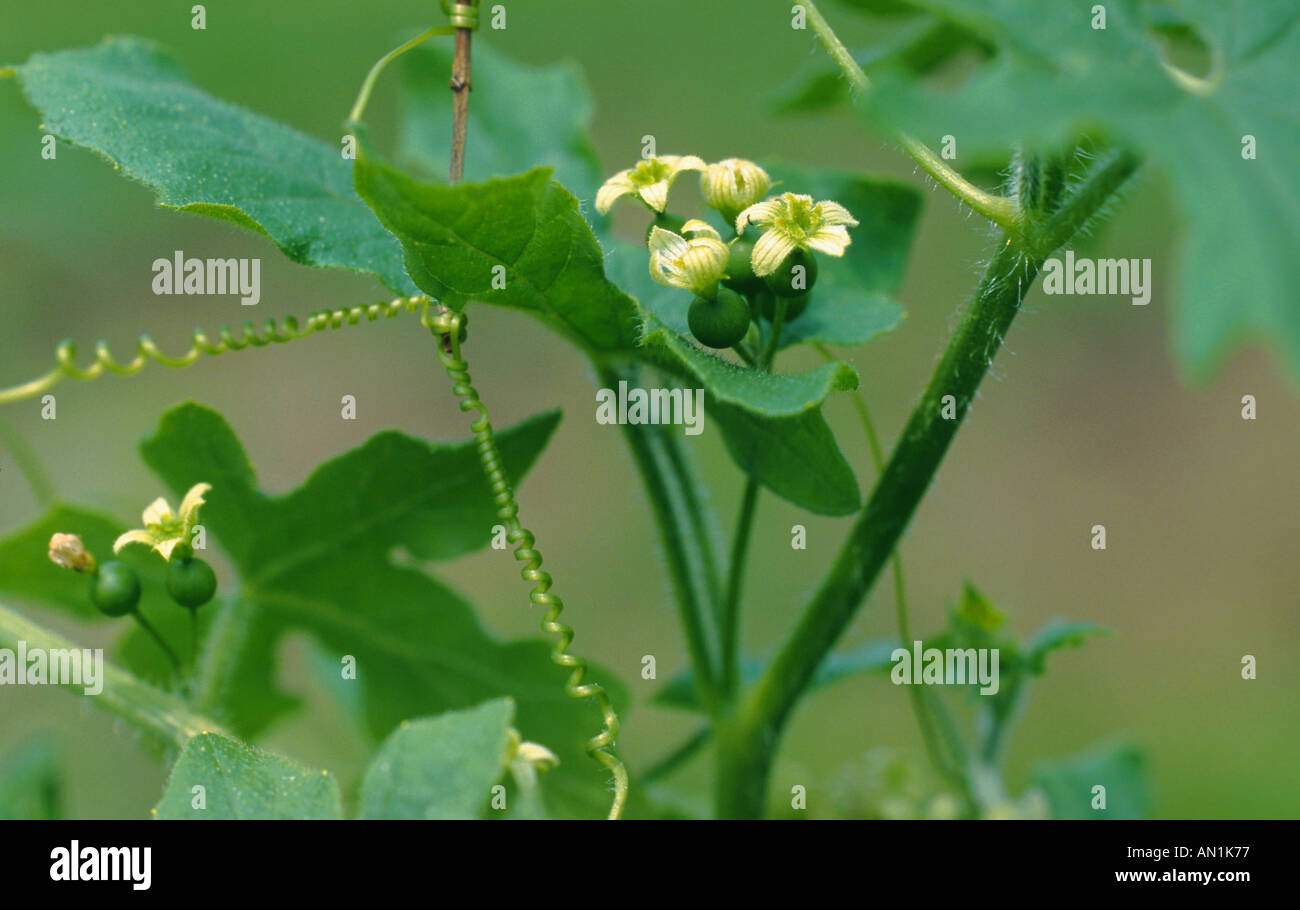 white bryony (Bryonia dioica), female flowers Stock Photo - Alamy