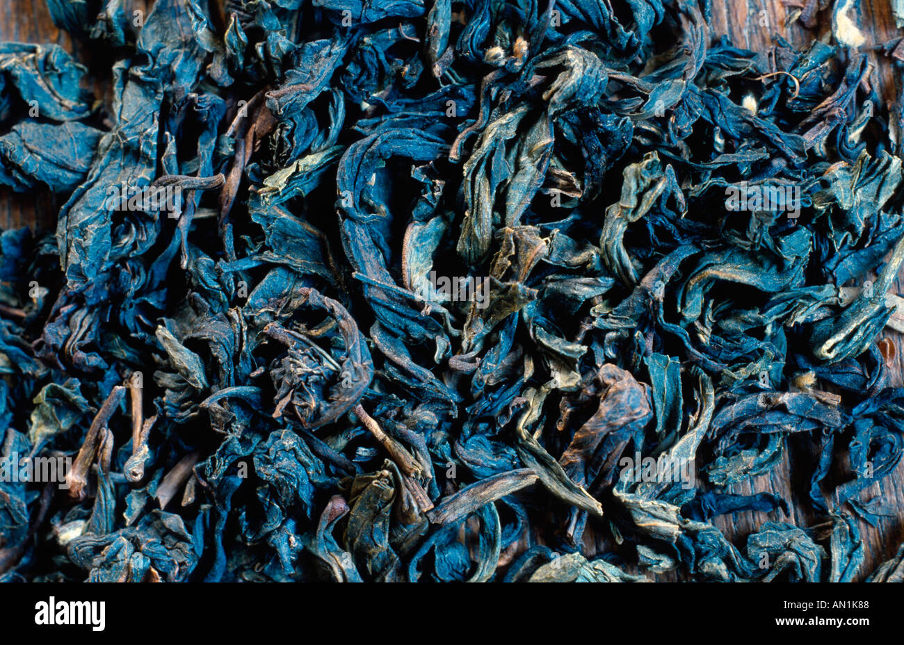 tea plant (Camellia sinensis, Thea sinensis), black tea Stock Photo - Alamy