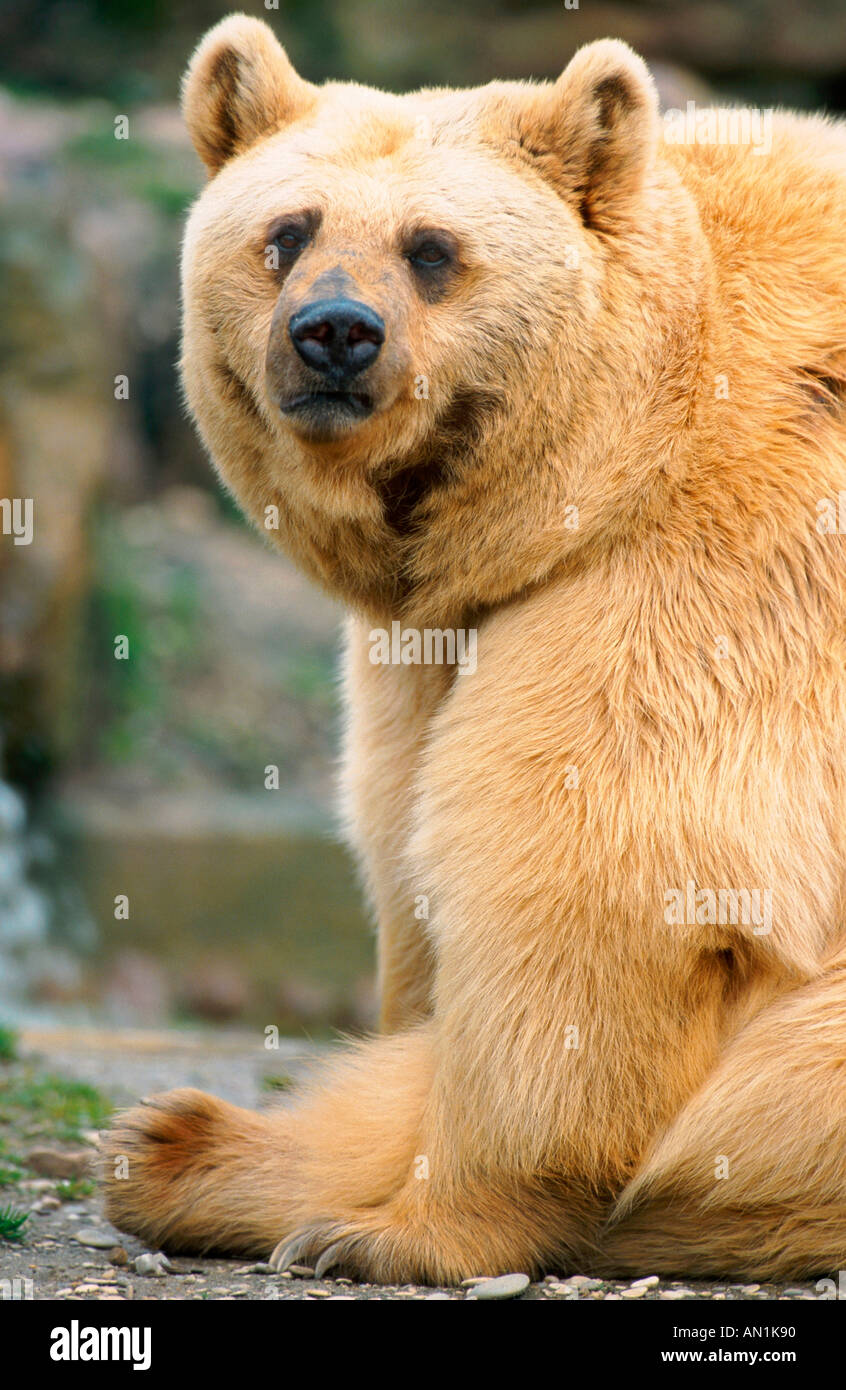 Syrian brown bear (Ursus arctos syriacus), portrait of adult animal ...