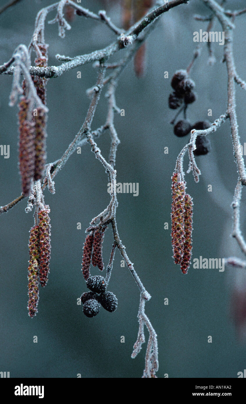 common alder, black alder, European alder (Alnus glutinosa), fruit in ...
