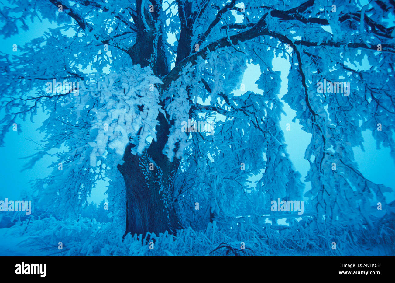 common oak, pedunculate oak, English oak (Quercus robur), in winter ...