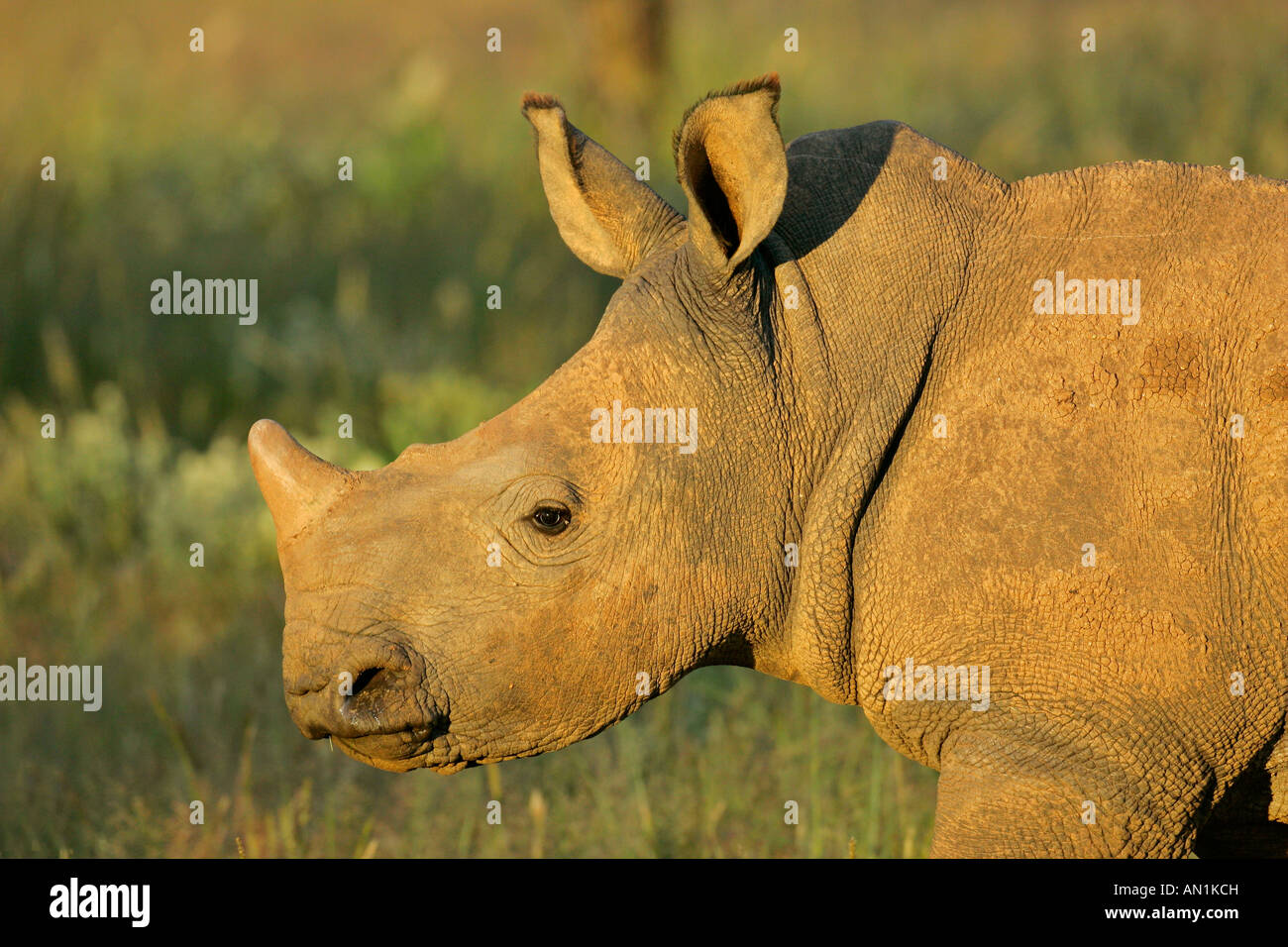 portrait of a young White Rhinoceros Ceratotherium simum Mount Etjo ...