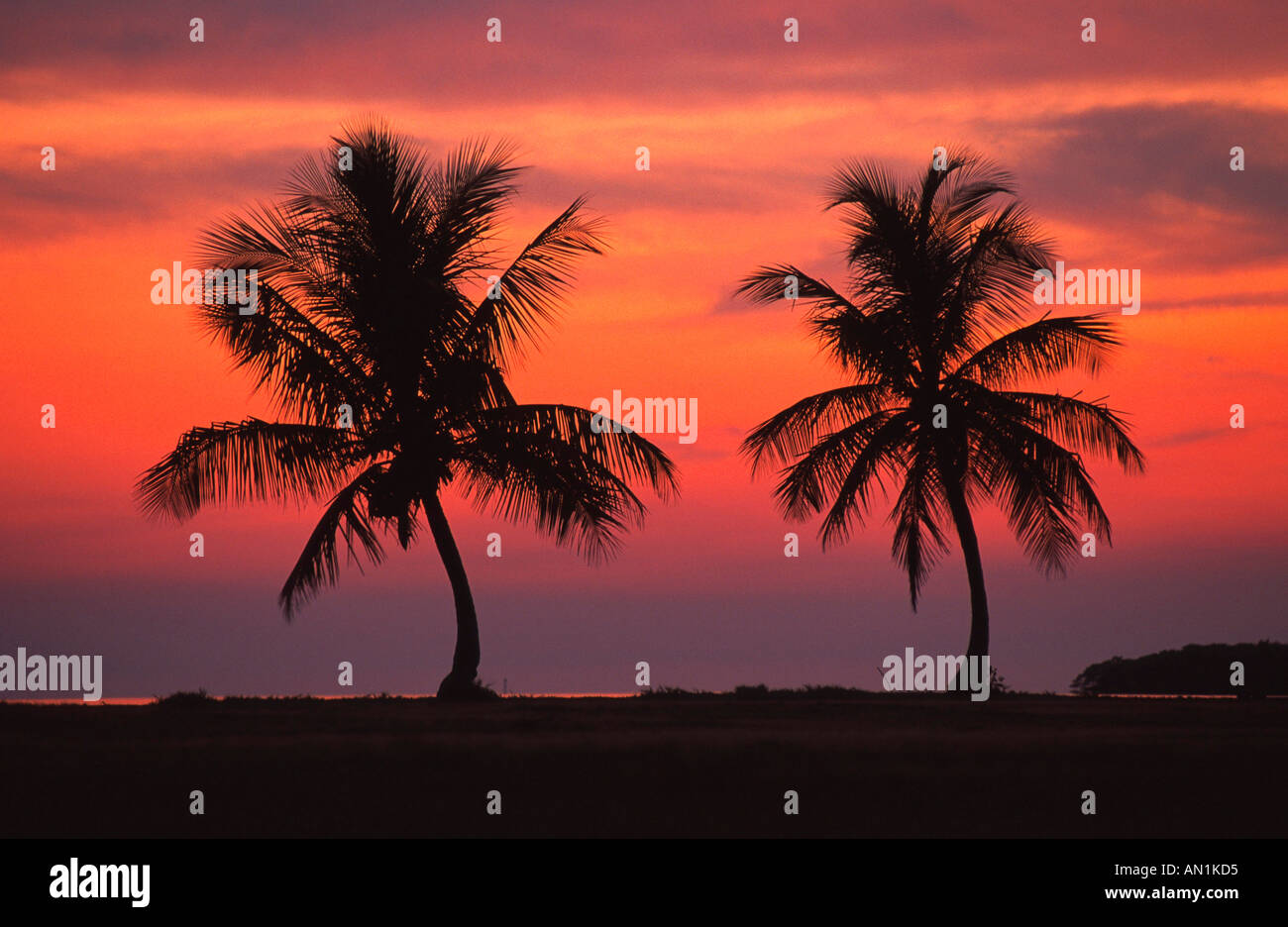 coconut palm (Cocos nucifera), trees at sunset, USA, Florida ...