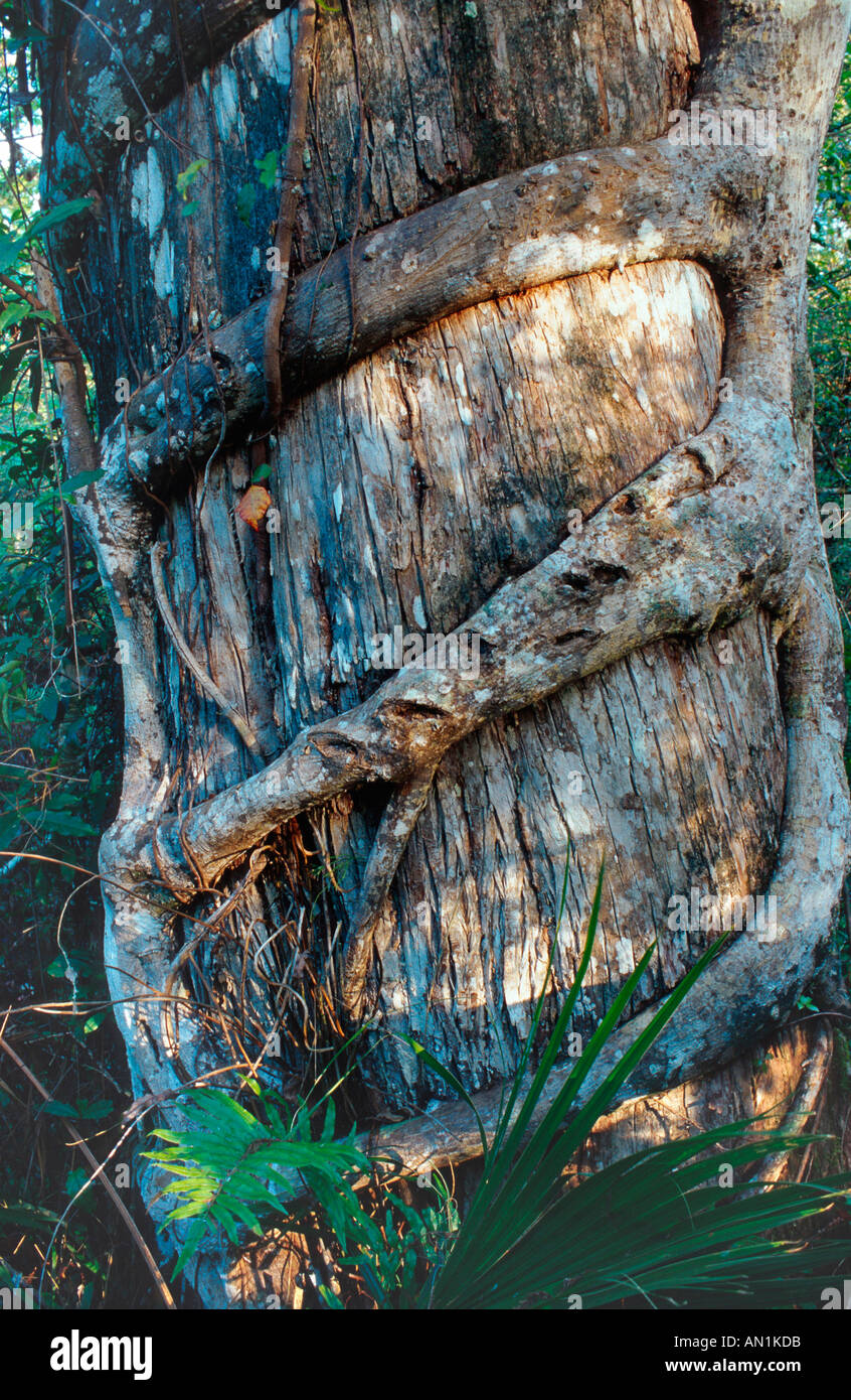 strangler fig (Ficus aurea), fig strangling host tree, USA, Florida ...