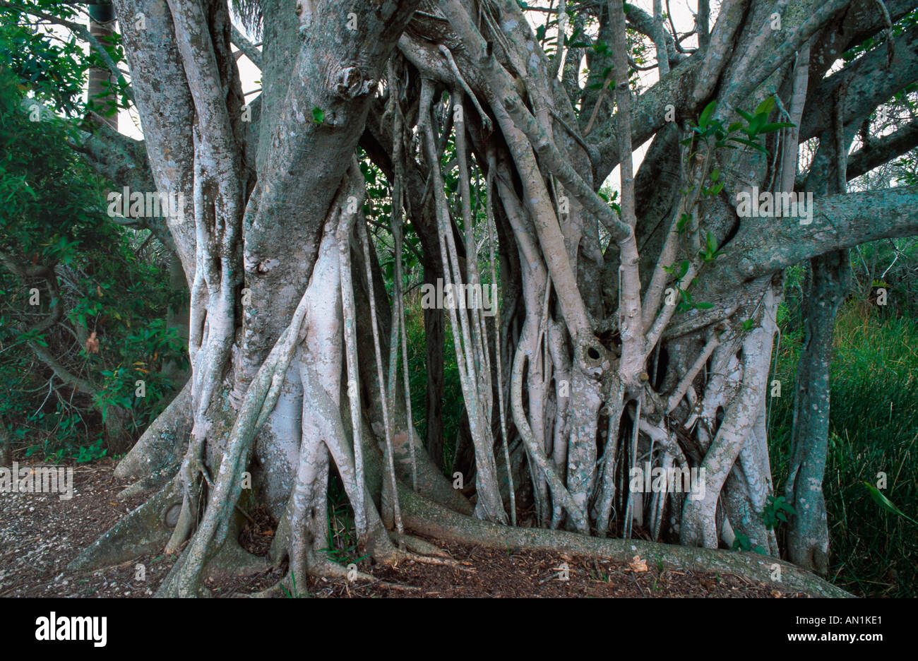 strangler fig (Ficus aurea), fig strangling host tree, USA, Florida ...