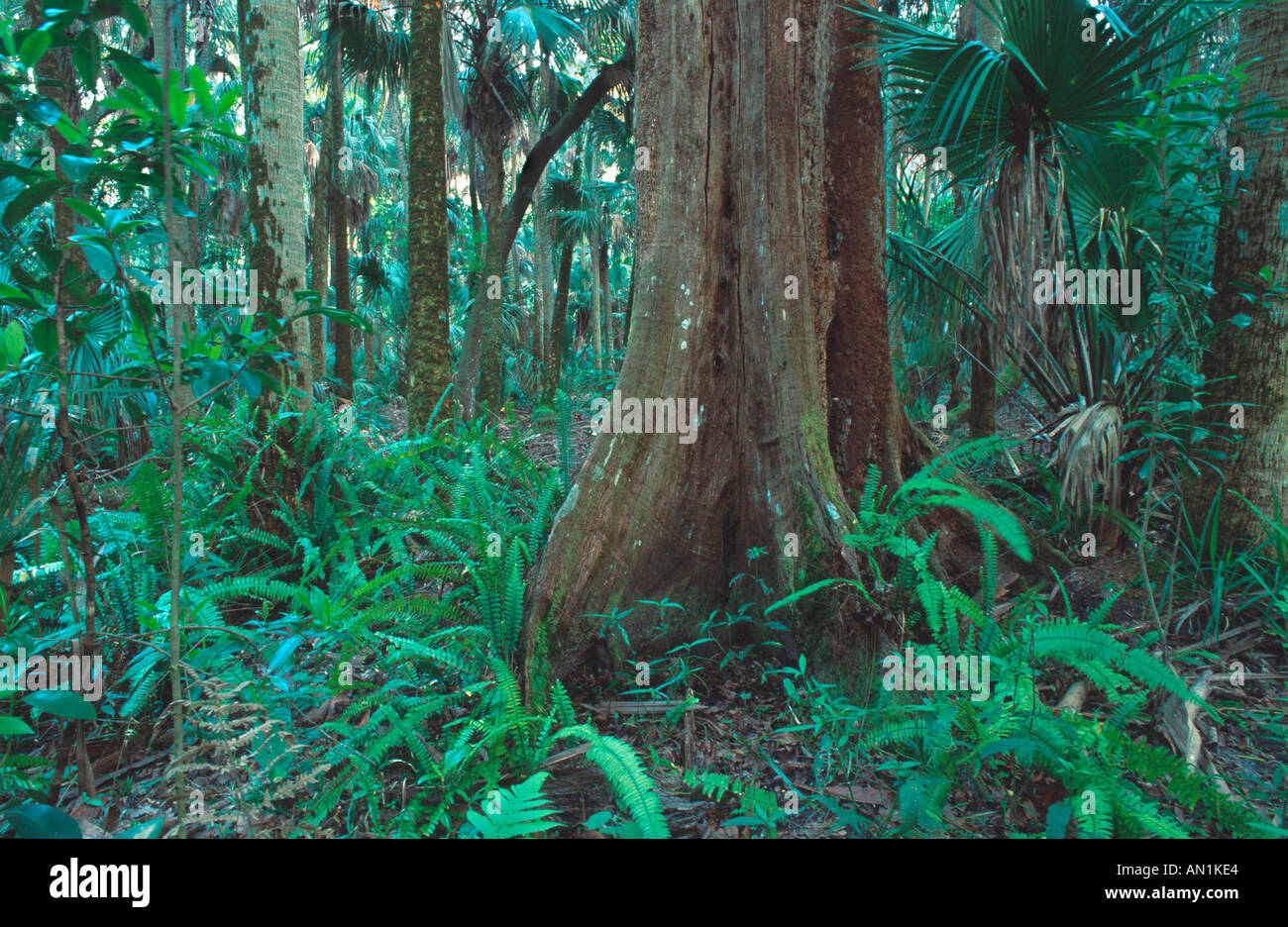 oak (Quercus spec.), in subtropical rainforest, with fern, USA, Florida ...