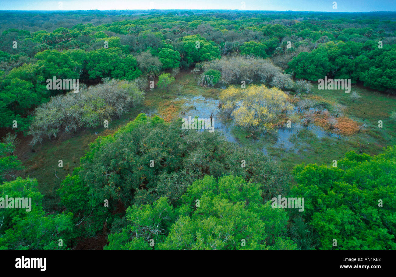 subtropical rainforest, view on marsh area, USA, Florida Stock Photo ...