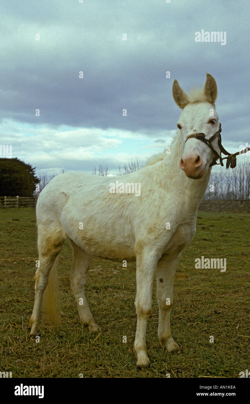 Holter hi-res stock photography and images - Alamy