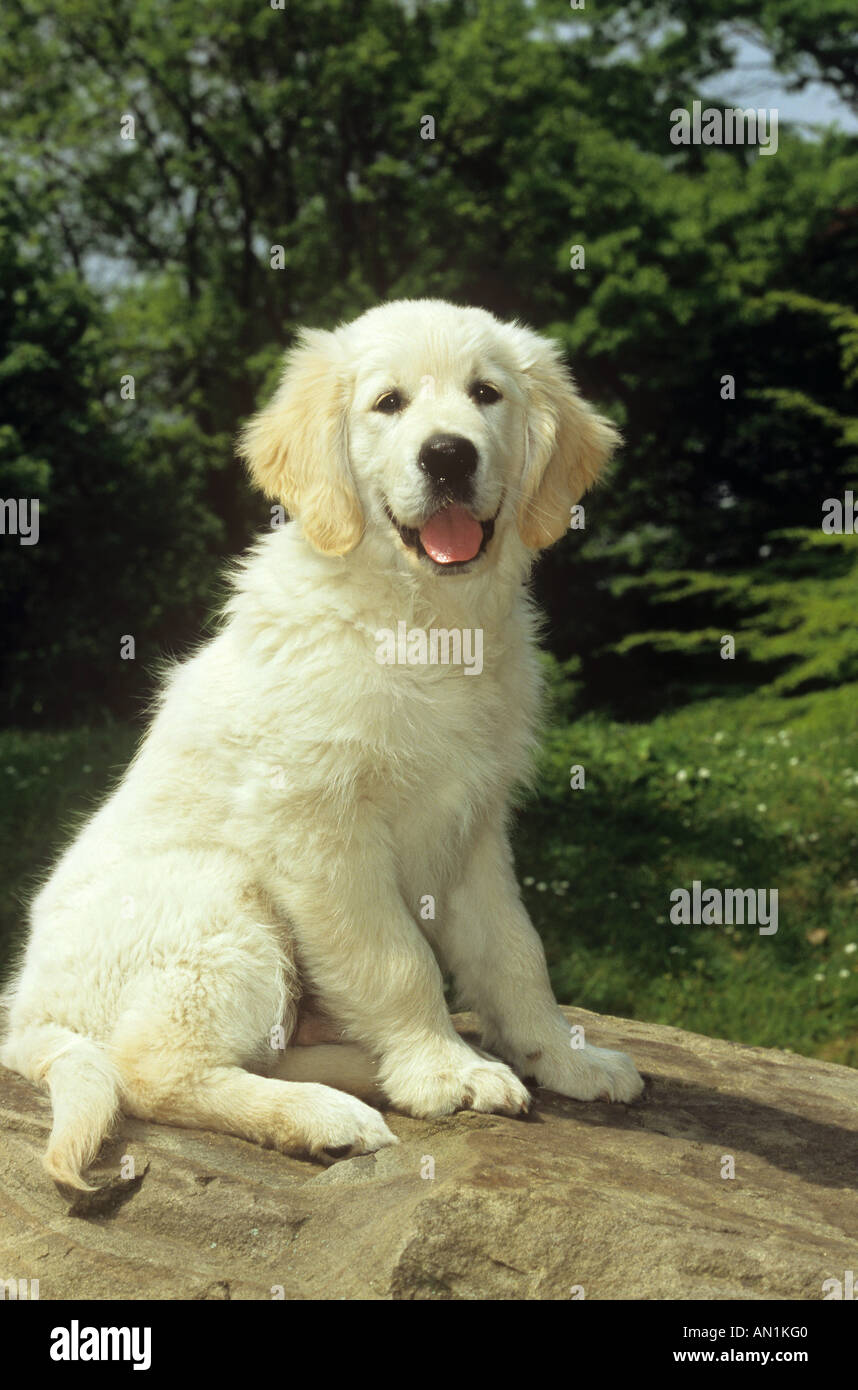 Golden Retriever puppy - sitting on rock Stock Photo - Alamy