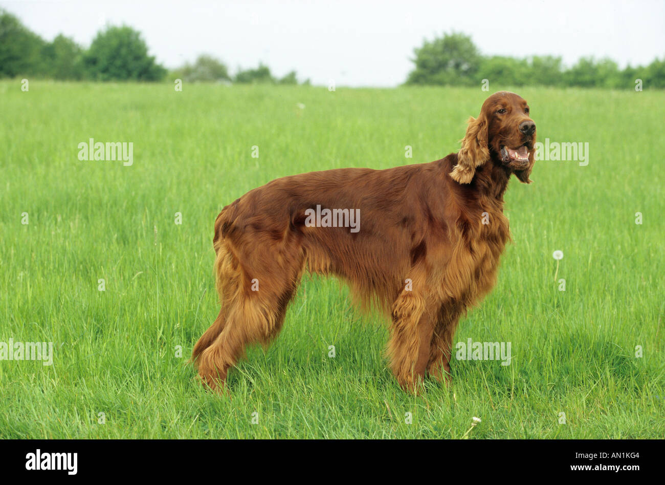 Irish Setter - standing on meadow Stock Photo - Alamy