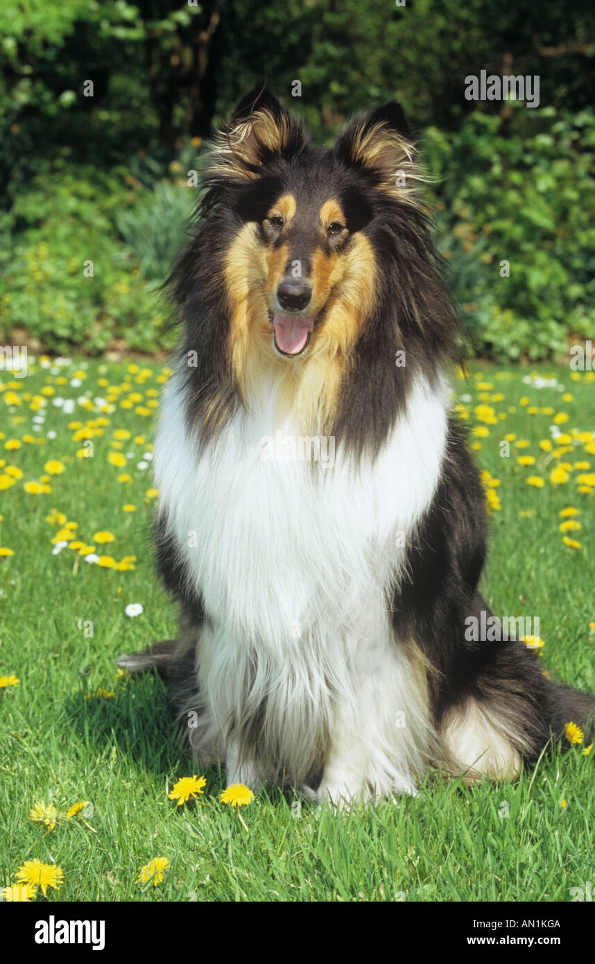Lassie collies hi-res stock photography and images - Alamy